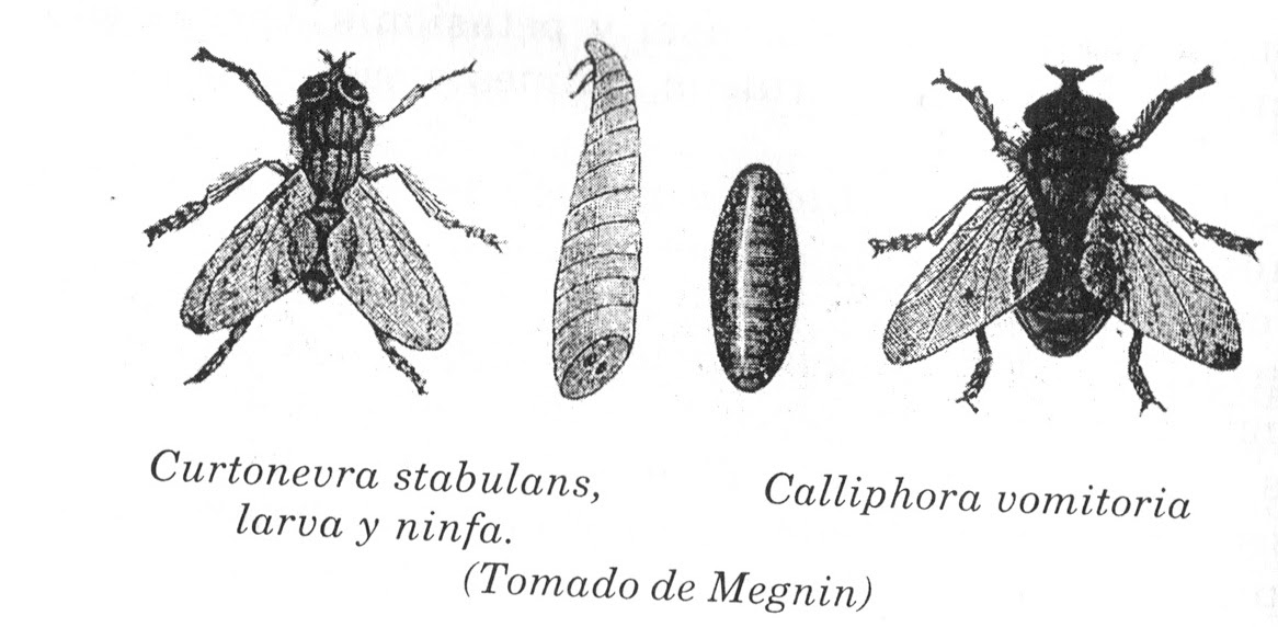 Ciencias Criminalísticas: Fauna cadavérica