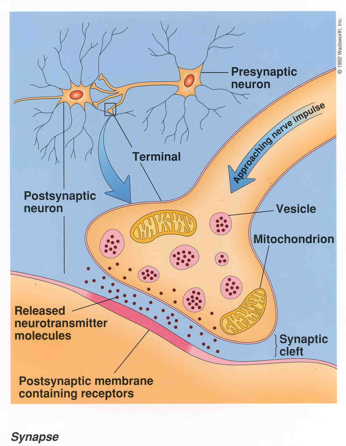 Nerve Synapse Www imgkid The Image Kid Has It 