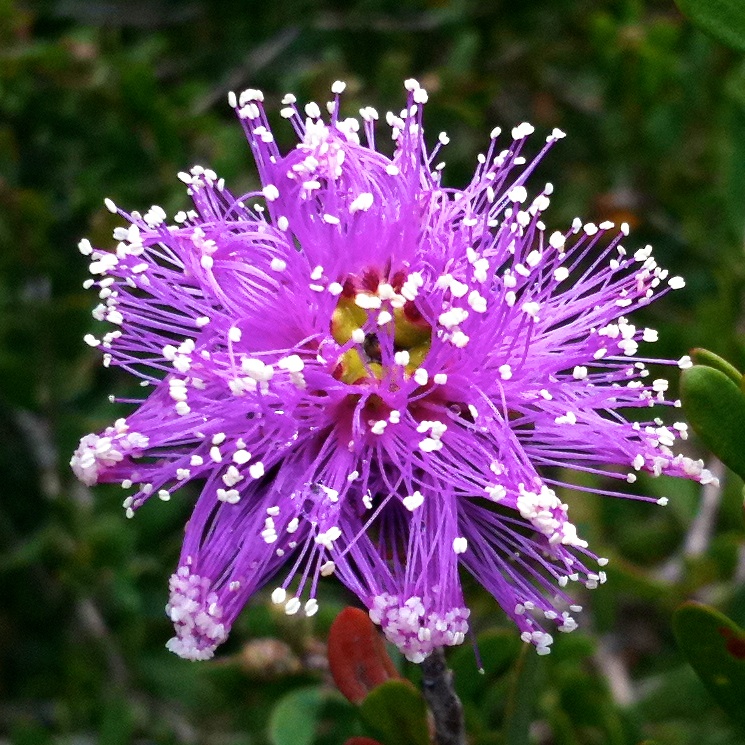 Mic's Pics: FLORA & FAUNA OF HAMILTON ISLAND, NORTH QUEENSLAND