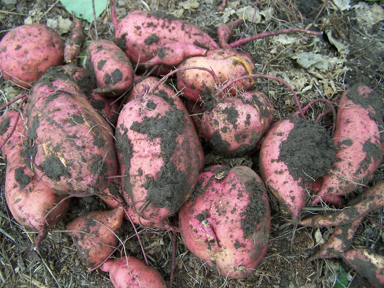 a-handmade-life-growing-sweet-potatoes