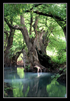 Los Arboles del Bicentenario: Símbolo Histórico para todos los Mexicanos.