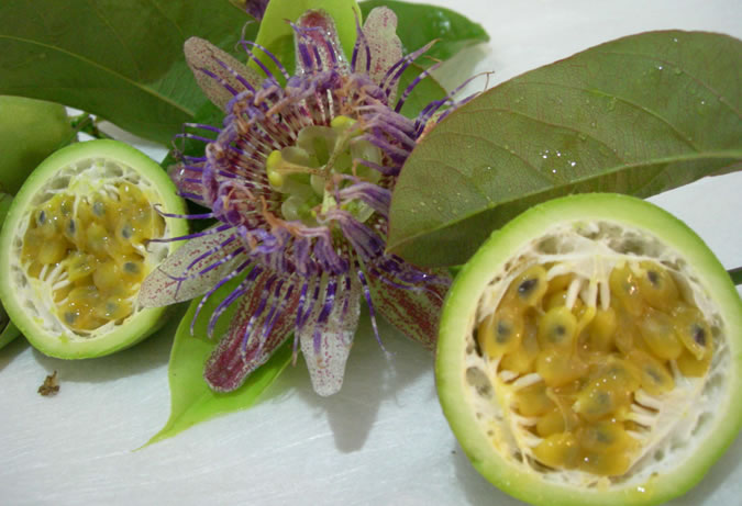 LICOR DE GULUPA: ¿QUÉ ES LA GULUPA?