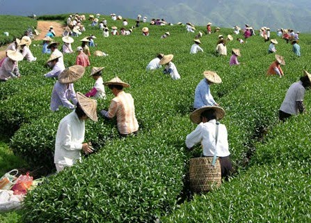 Cha Qu 茶趣: Green Tea: Production Process