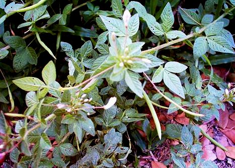 As time passed by....: Jeruk Maman