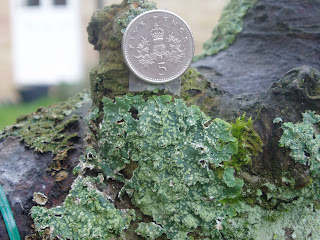 Life On An Oxfordshire Lawn: A lichen Punctelia (Parmelia) subrudecta