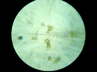 Life On An Oxfordshire Lawn: The Butterfly Bush Buddleja davidii