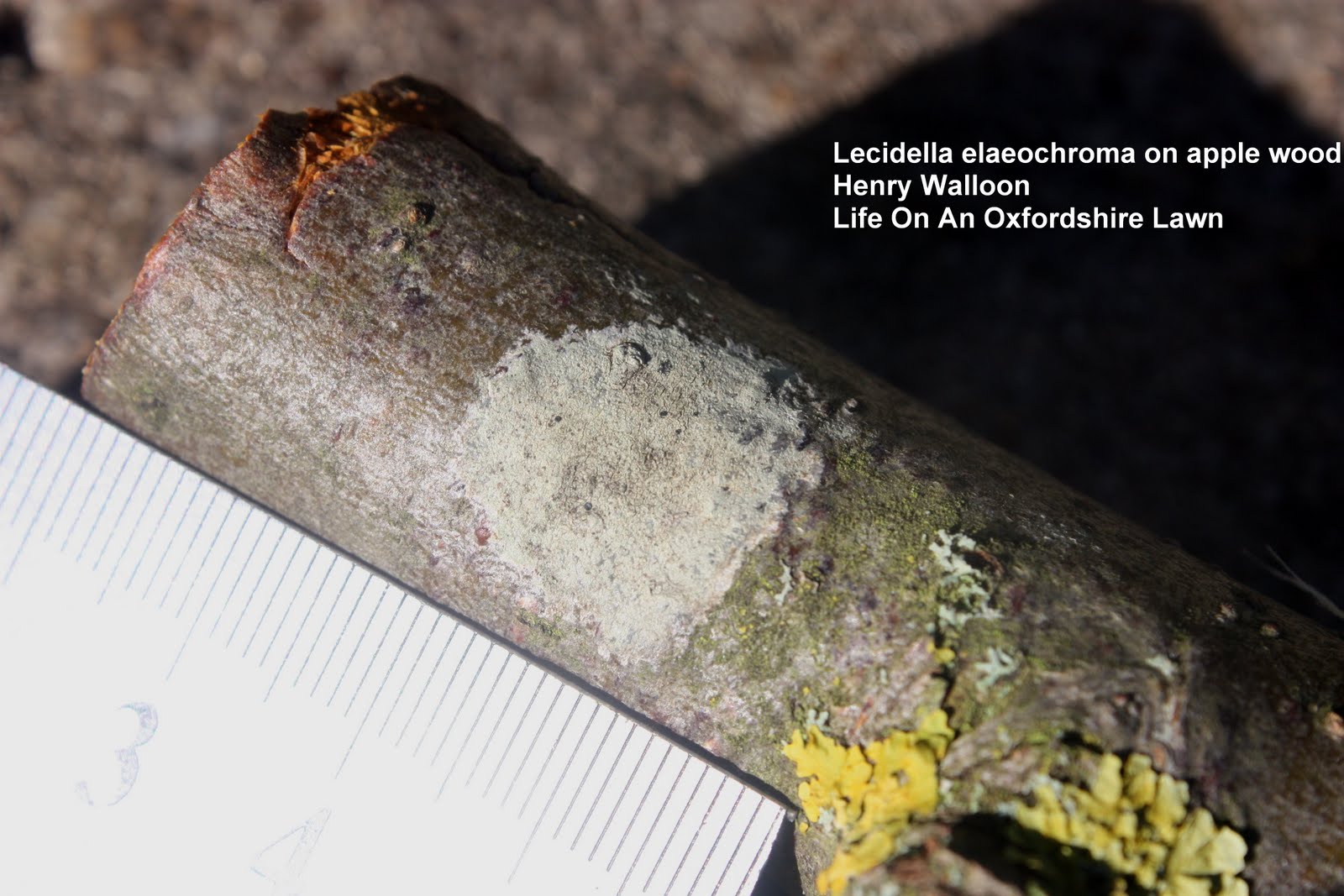 Life On An Oxfordshire Lawn: A lichen: Lecidella elaeochroma