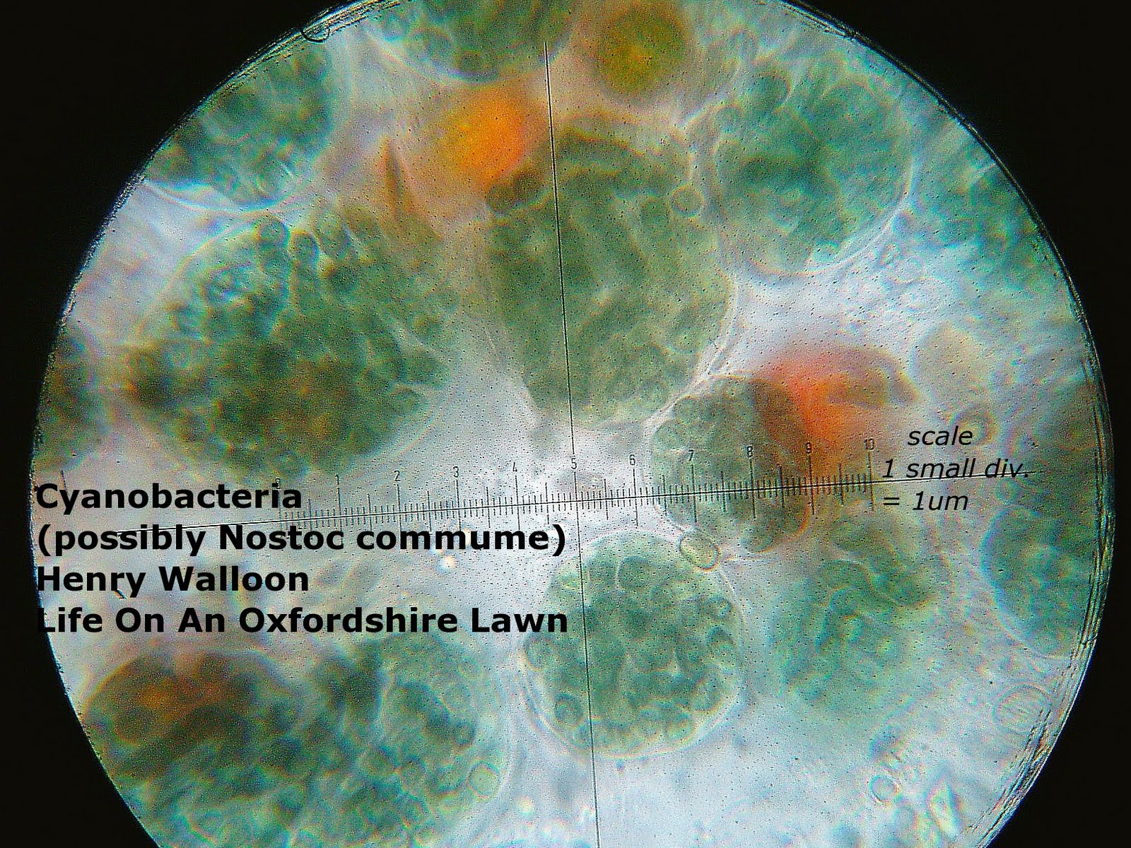 Life On An Oxfordshire Lawn: Two species of cyanobacteria (possibly ...