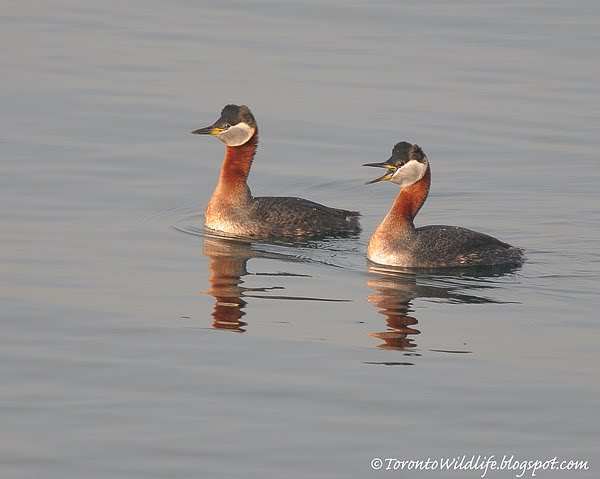 Toronto Wildlife: Just a Bunch of Red-Necks