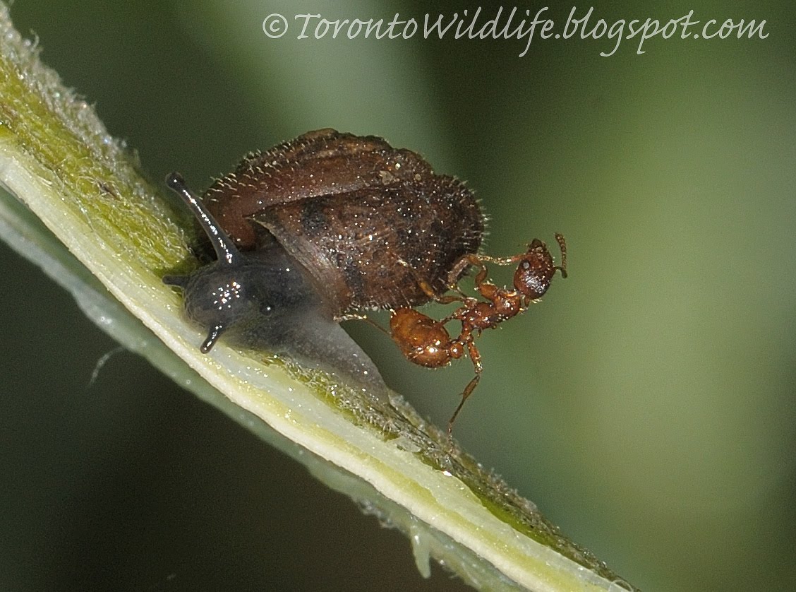 Toronto Wildlife: Ants Aren't Gentlemen