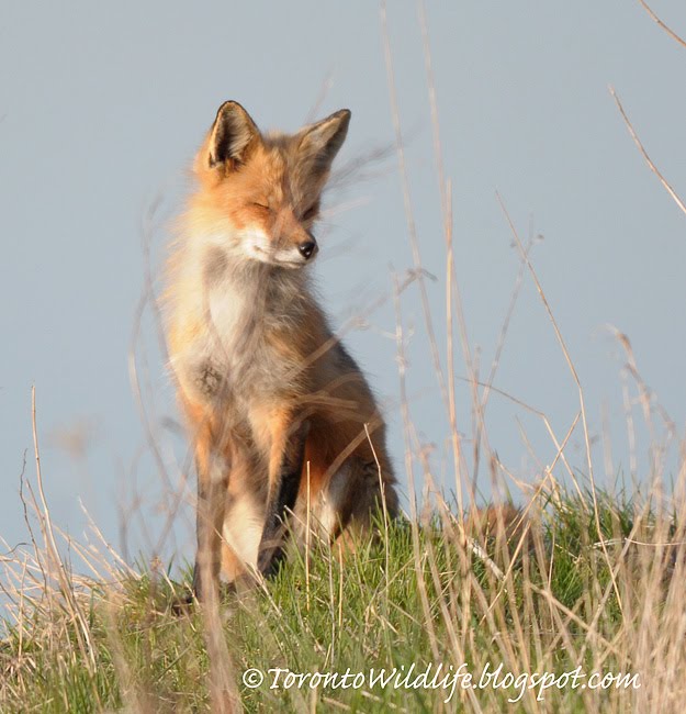 Toronto Wildlife: Patience and the Sly Red Fox
