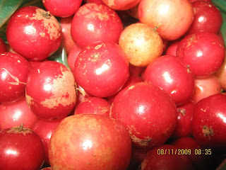 Berkongsi Cerita: Buah Rokam