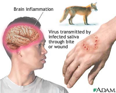 Domino: Emergency First Aid for Animal Bites