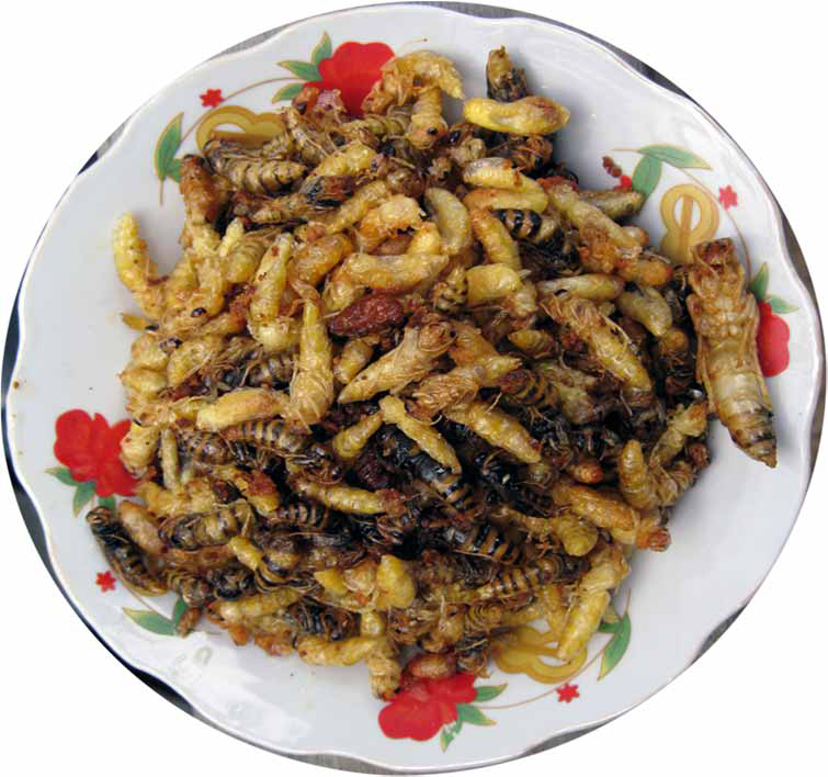 Didn't Your Mother Ever Tell You to "Eat Your Insects"? - SuppVersity ...