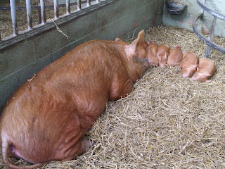 Photographs Of Newcastle: Bill Quay Community Farm
