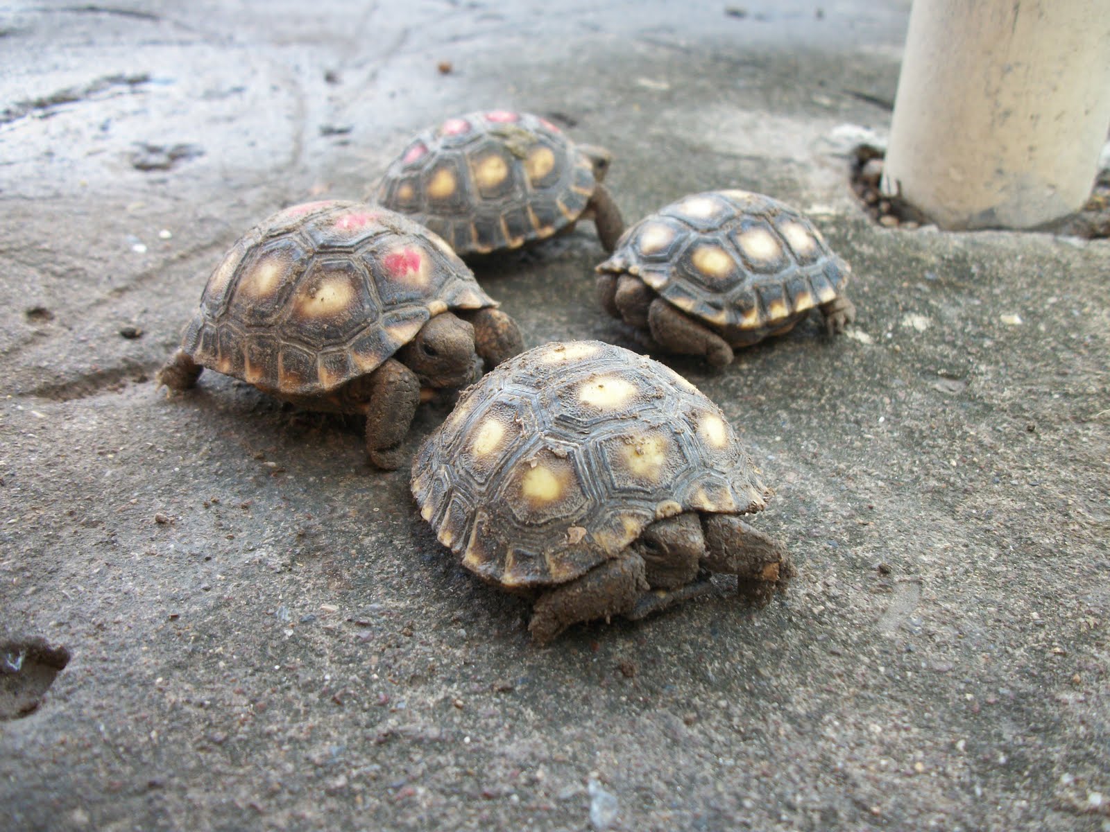 CRIADOR DE LA TORTUGA DE TIERRA,GOPEHRUS BERLANDIERI: 05/15/10