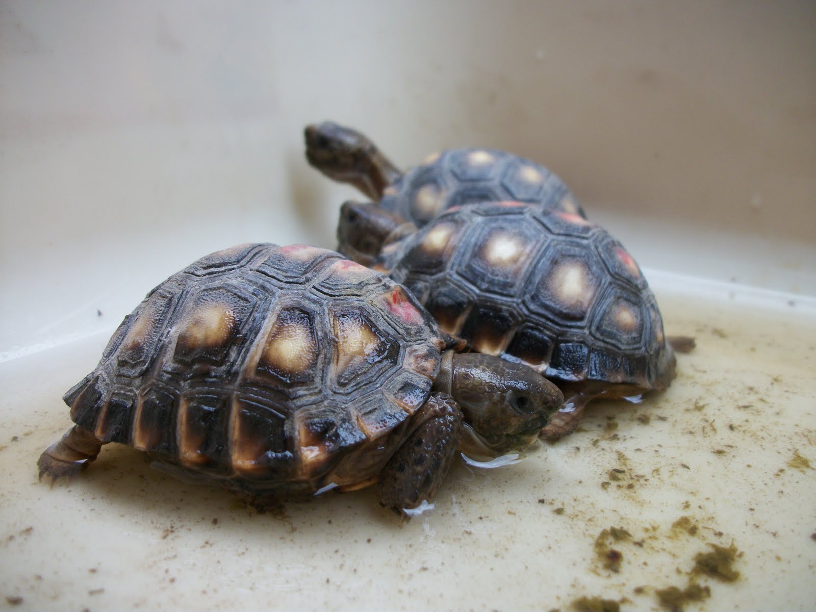 CRIADOR DE LA TORTUGA DE TIERRA,GOPEHRUS BERLANDIERI: 05/04/10