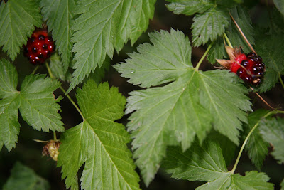 Grammie Hot line: Black Cap raspberries