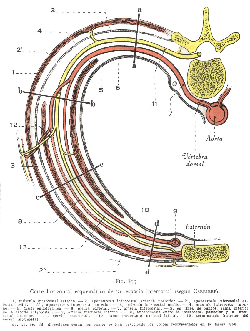 Anatomía Normal: Esquema de los Músculos Intercostales