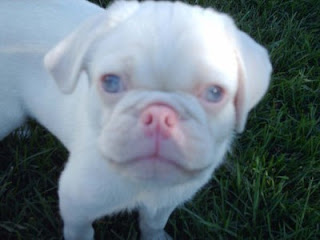 Ami's Universe: Albino Pug!!