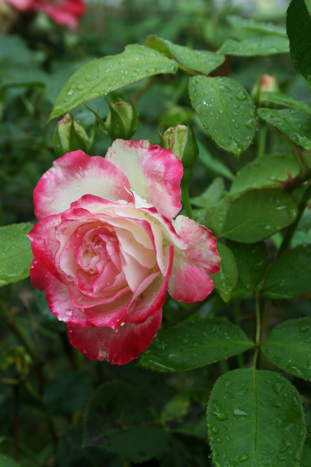 The Old Cupboard Door: The Story of the Rose