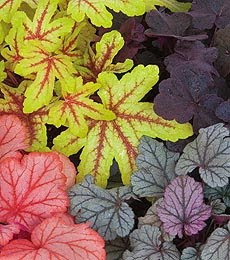 NanciWorld: *Collectable Plants* ~ Heuchera
