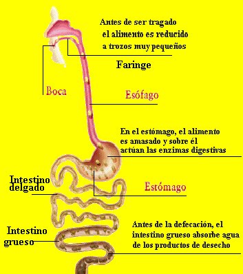 Ciencias Naturales: Aparato digestivo