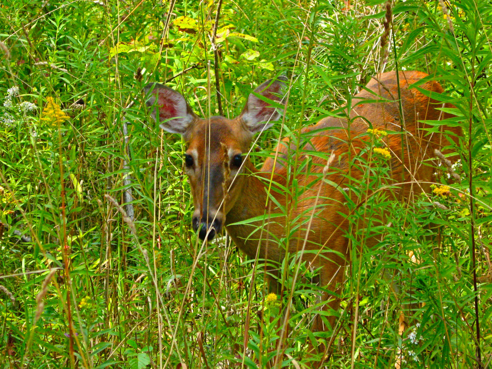 Innocent Little Deer