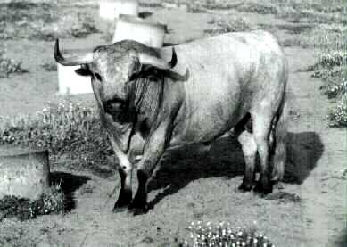 ODYSSEUS TRUNK: Toros de Pablo Romero