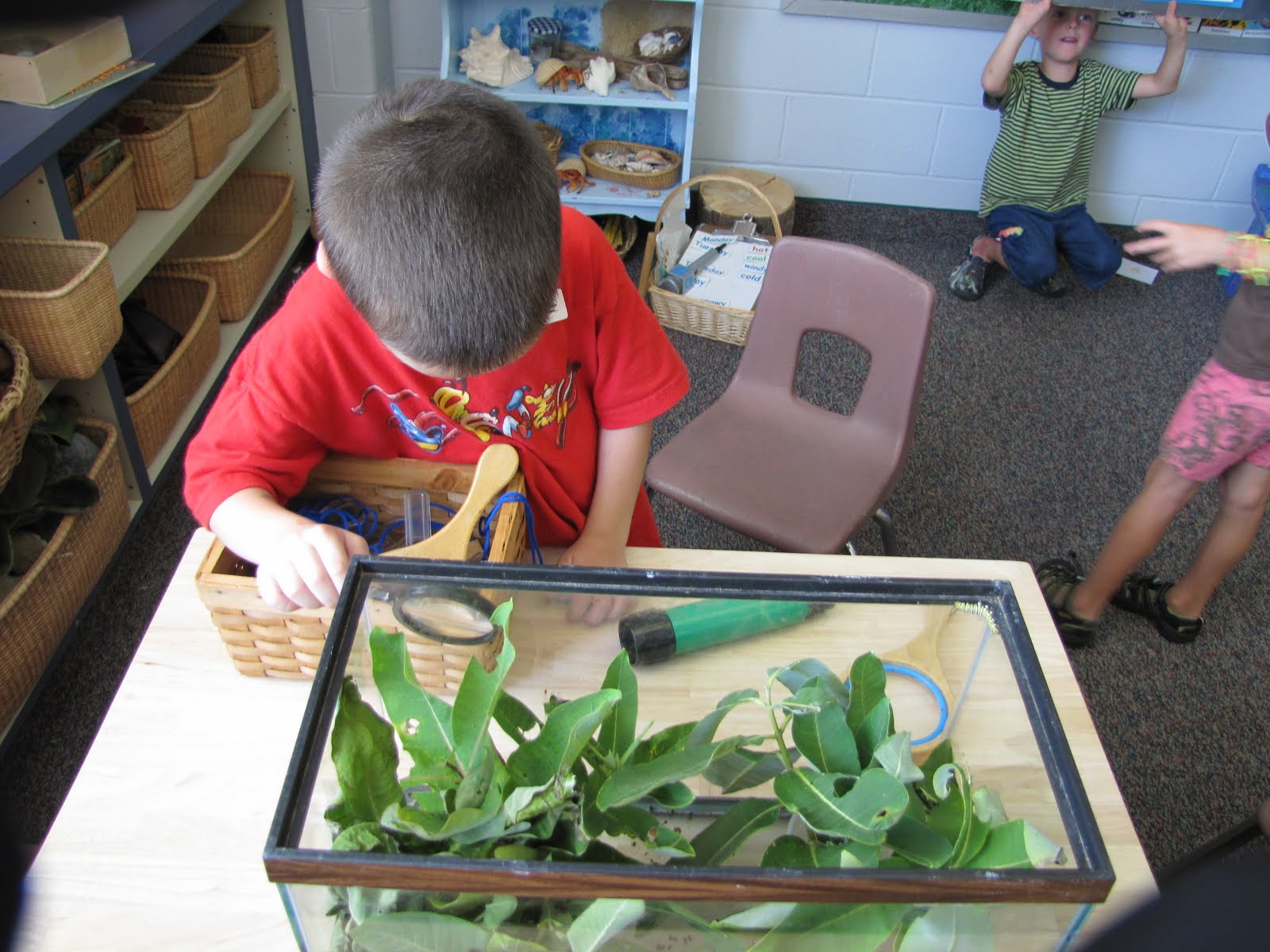Ms. Mitchell's Kindergarten: Observing, Discovering and Learning