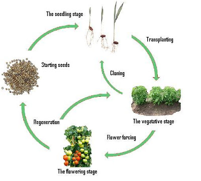 A complete guide to indoor tomato gardening: The life cycle of a tomato ...