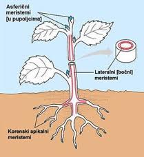 anatomia.vegetal: Meristemos
