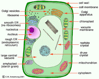 My Science Blog: Cells