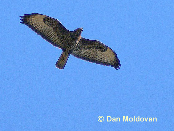 Blogul cu poezele: Uliul