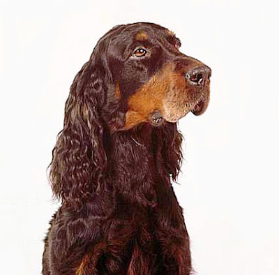 Gordon Setter, clever and majestic.