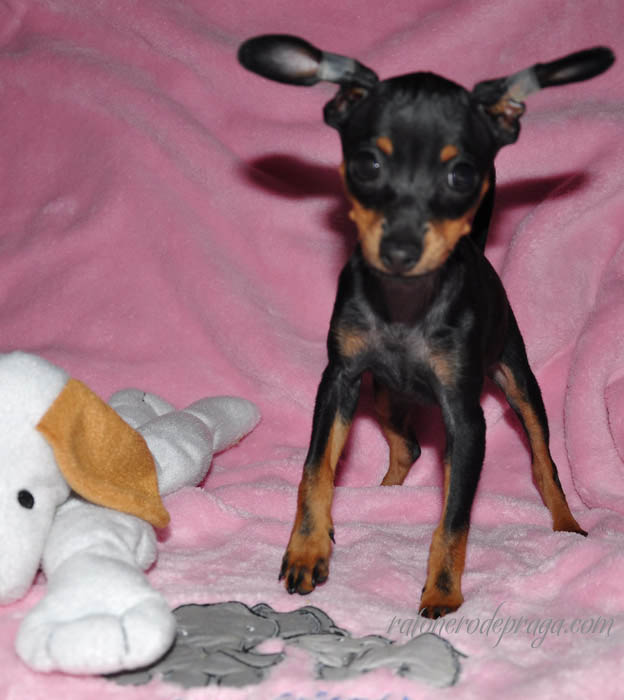 Raton de Praga - Ratonero de Praga - Prager Rattler - Pražský krysařík ...