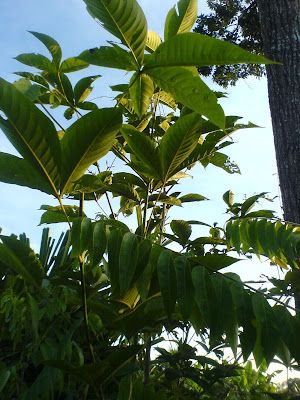 c a n g k i r B i r u: taman herba?? nayyyy..rumah paksu n maksu chik ...