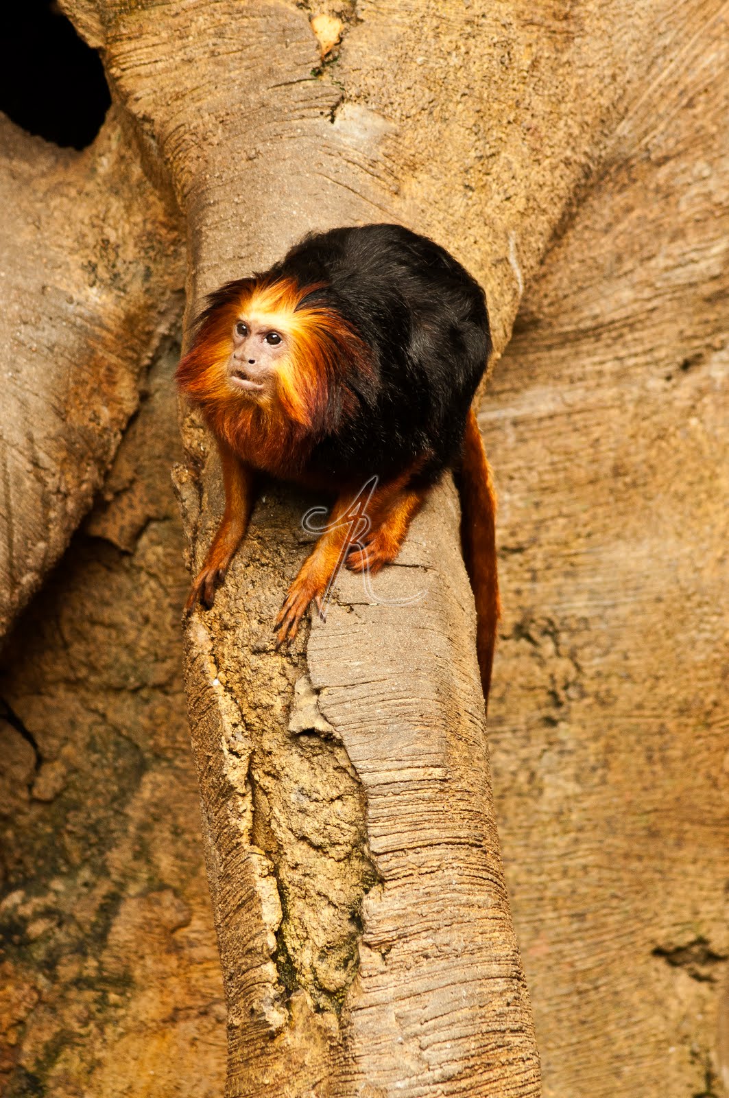 Alannah Rose Photography: More from Tulsa Zoo