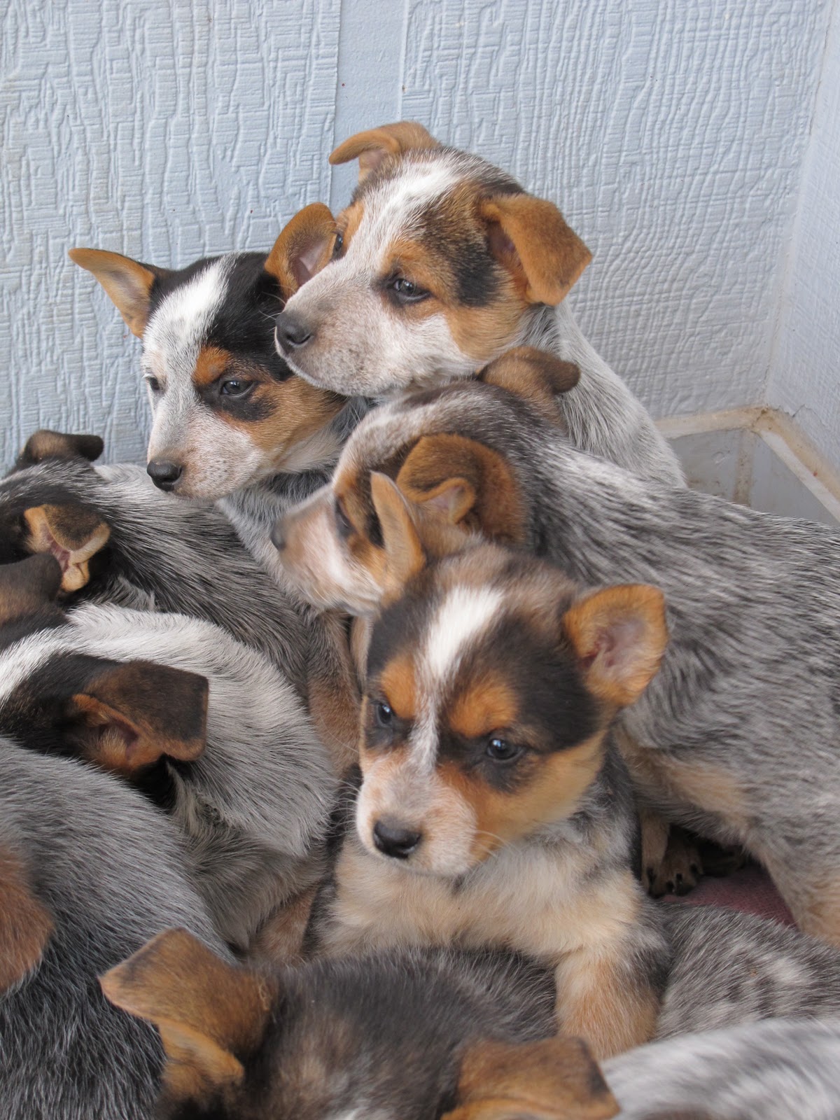 Heeler Pups: Dog Pile!
