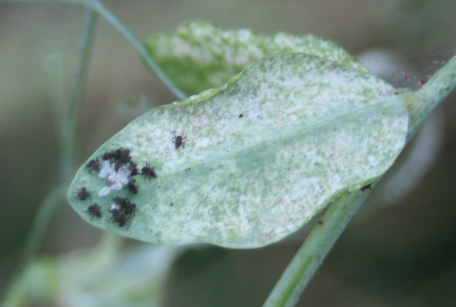 Gardening in Austin: Baby Ladybugs!