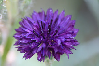 Gardening in Austin: Purple Corn Flower