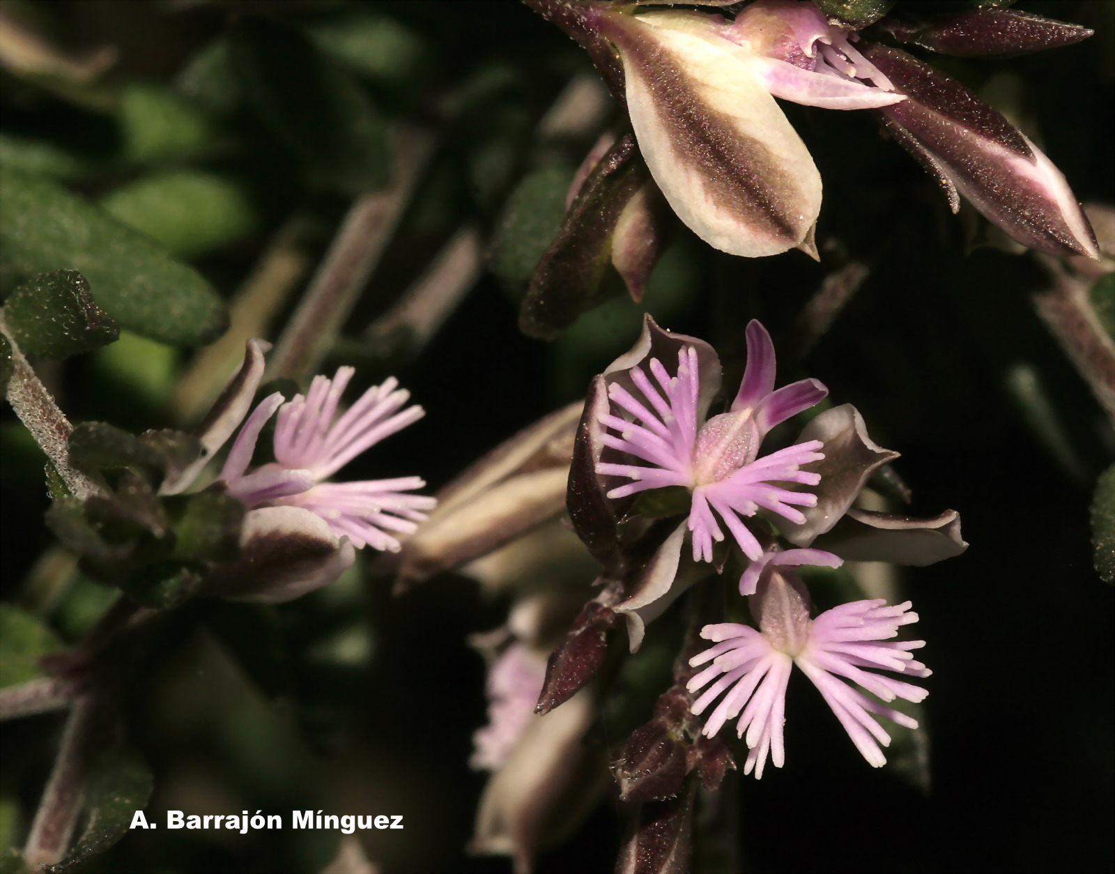 Naturaleza Viva: Polygala rupestris Pourr. Fam: Polygalaceae
