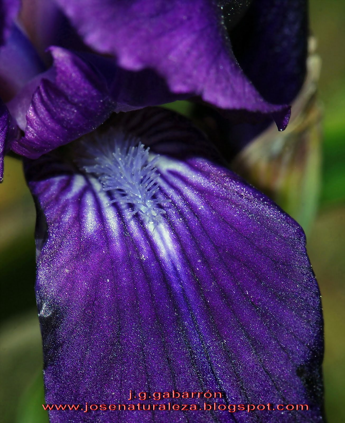Naturaleza Viva: Iris subbiflora Brot. Fam: Iridaceae