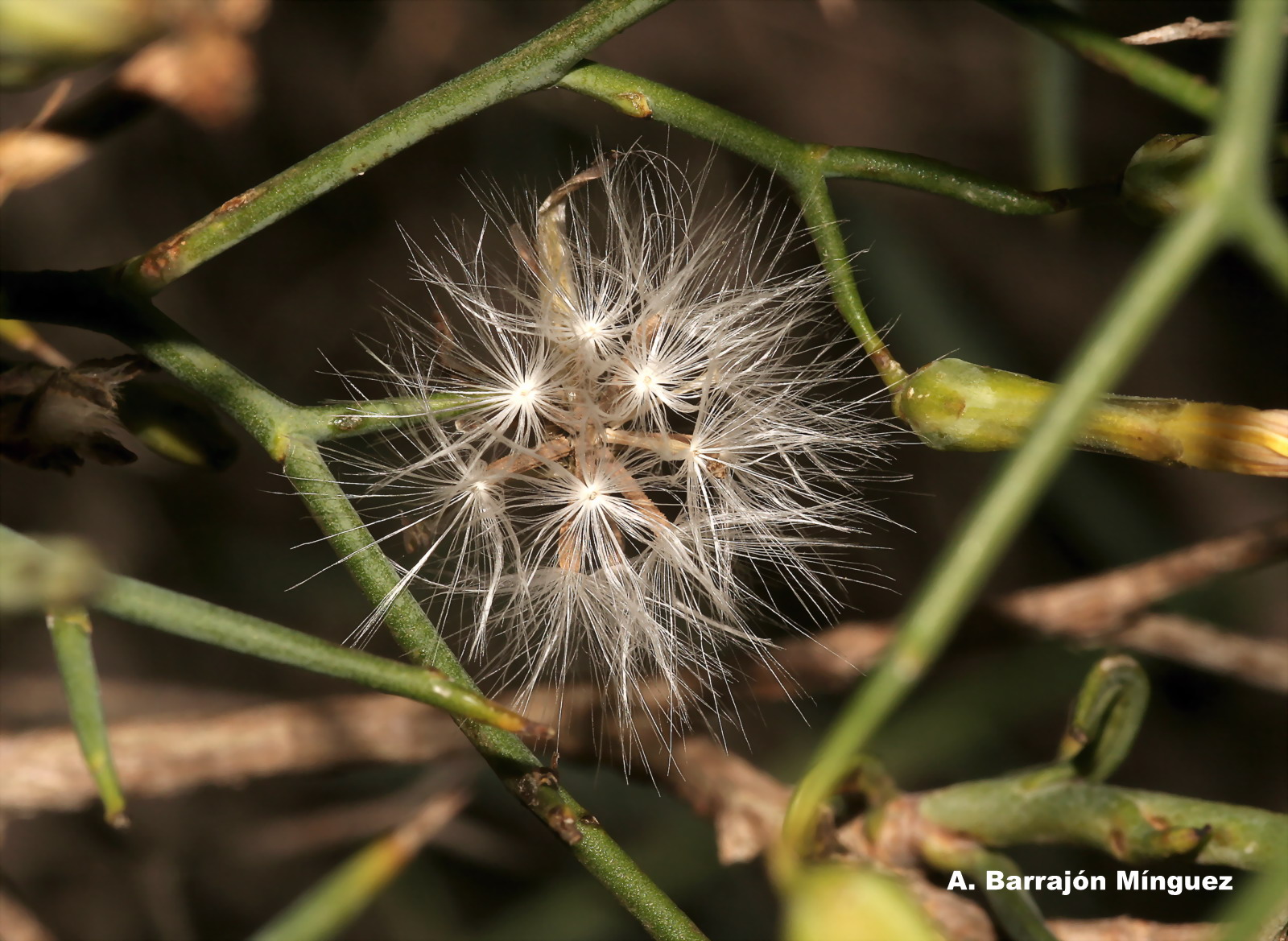 Naturaleza Viva: Launaea arborescens (Batt.) Murb. Fam: Asteraceae