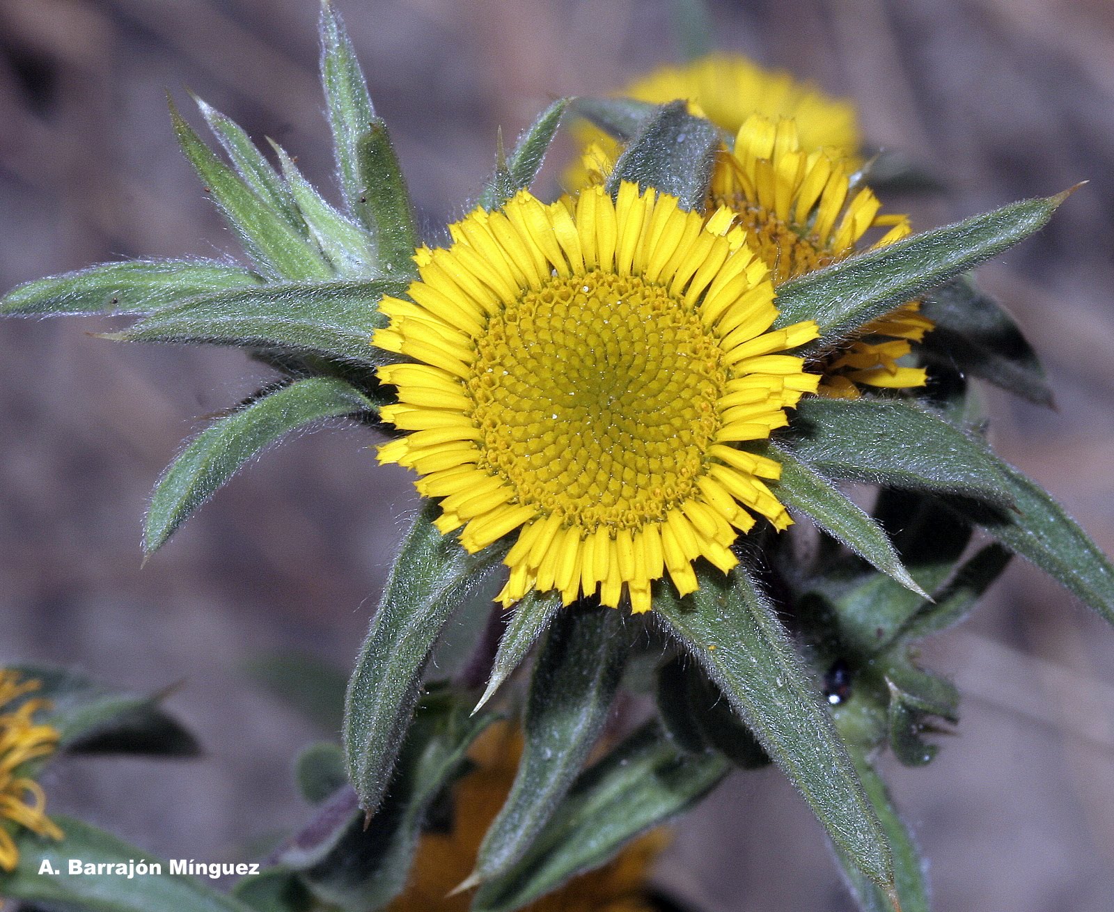 Naturaleza Viva: Pallenis spinosa (L.) Cass. Fam: Asteraceae