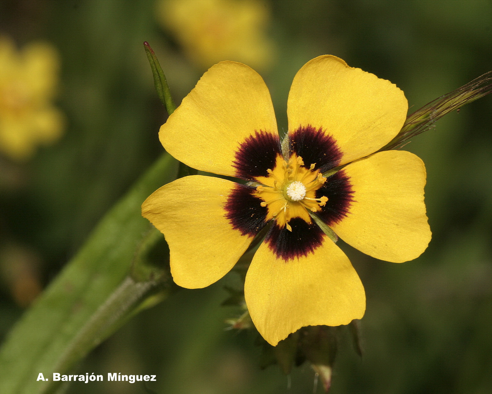 Naturaleza Viva: Tuberaria guttata (L.) Fourr. Fam: Cistaceae