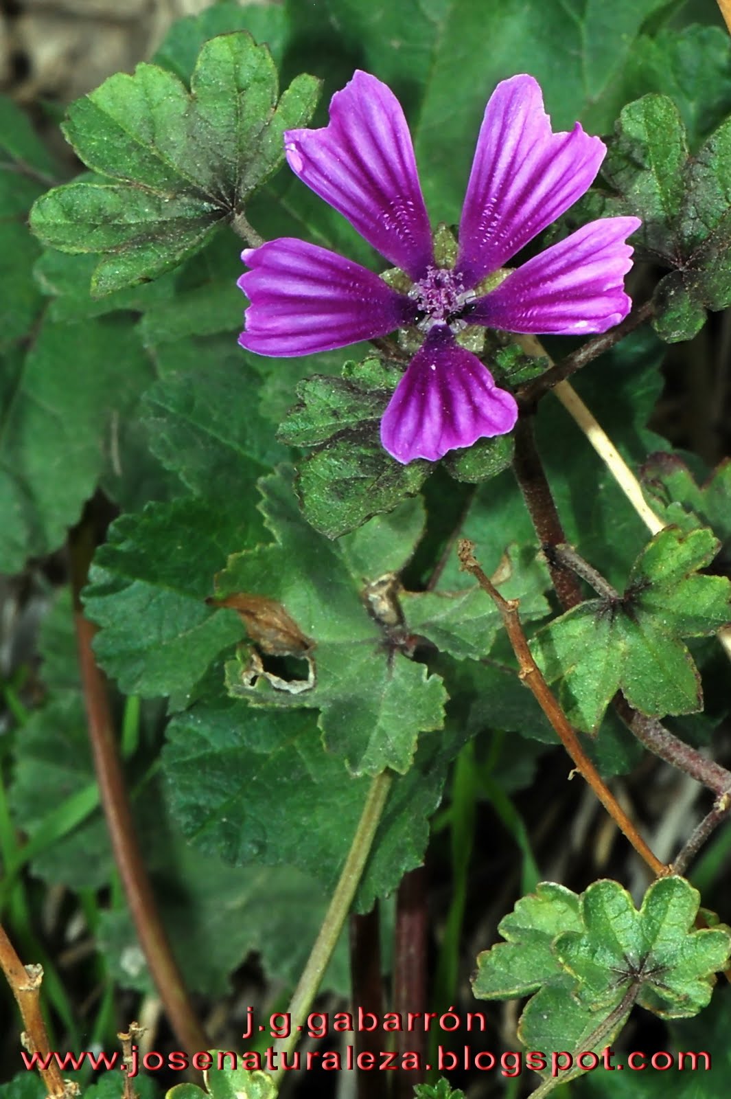 Naturaleza Viva: Malva sylvestris L. Fam: Malvaceae
