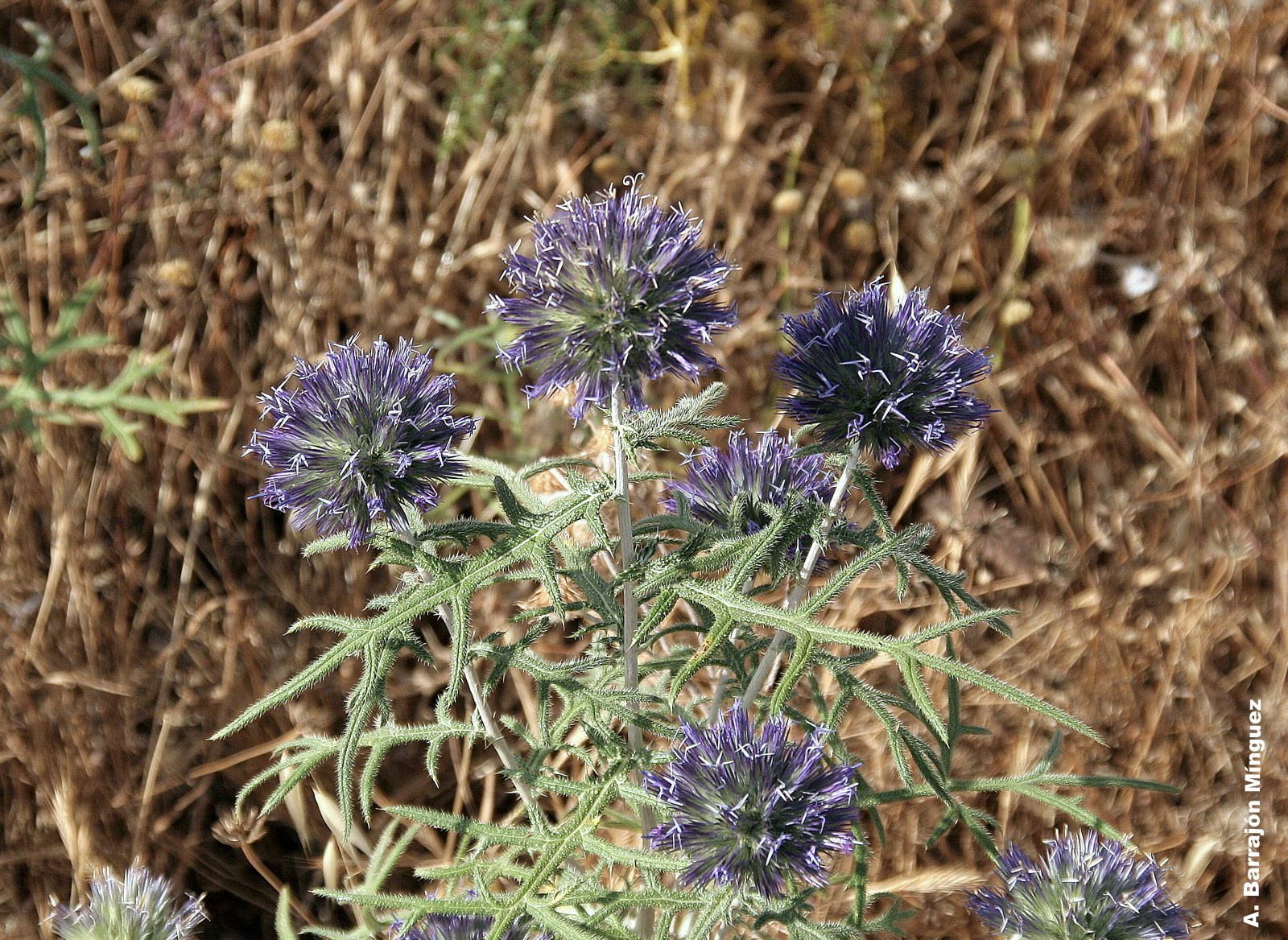Naturaleza Viva: Echinops strigosus L. Fam: Asteraceae