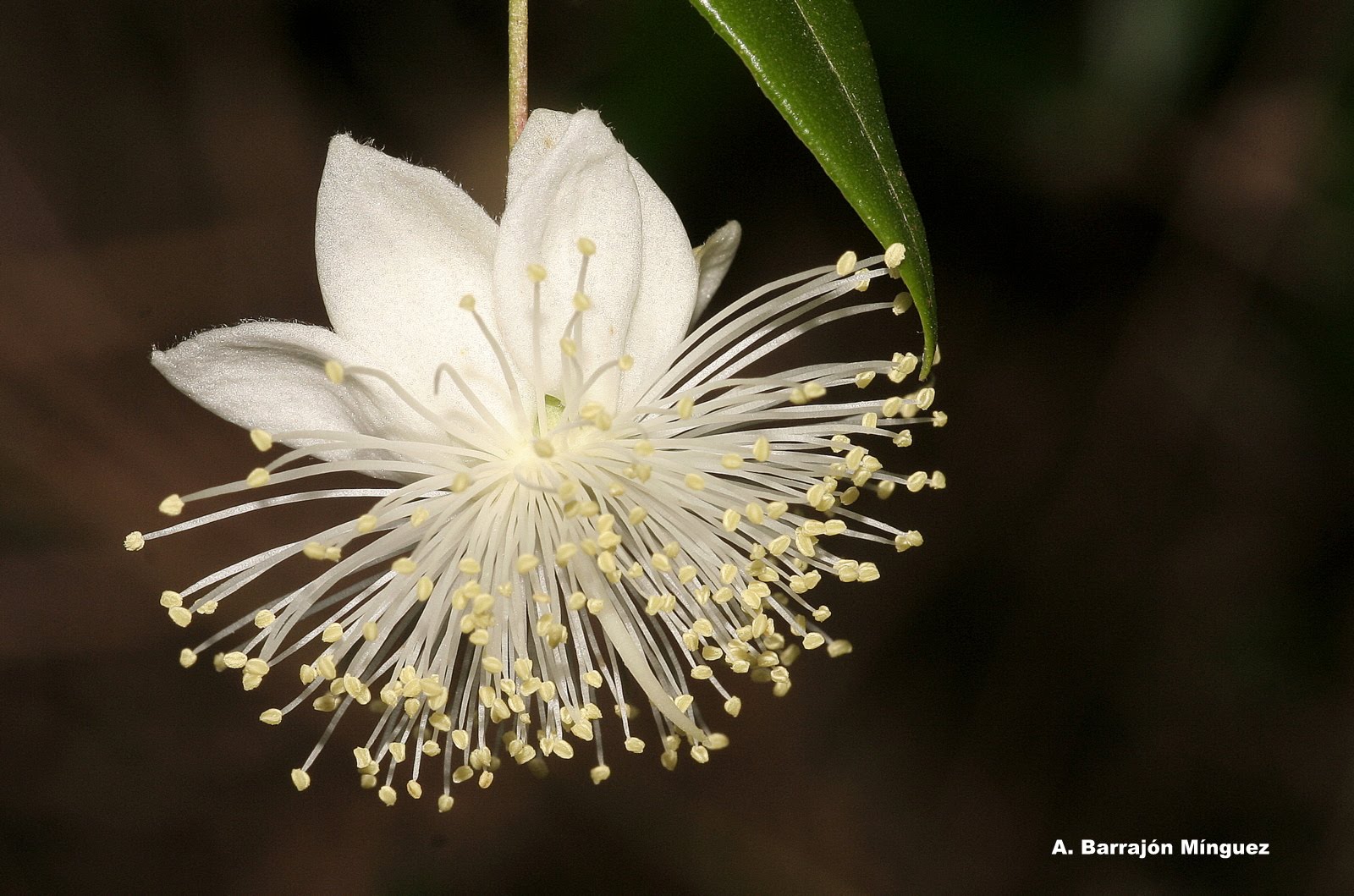 Naturaleza Viva: Myrtus communis L. Fam: Myrtaceae