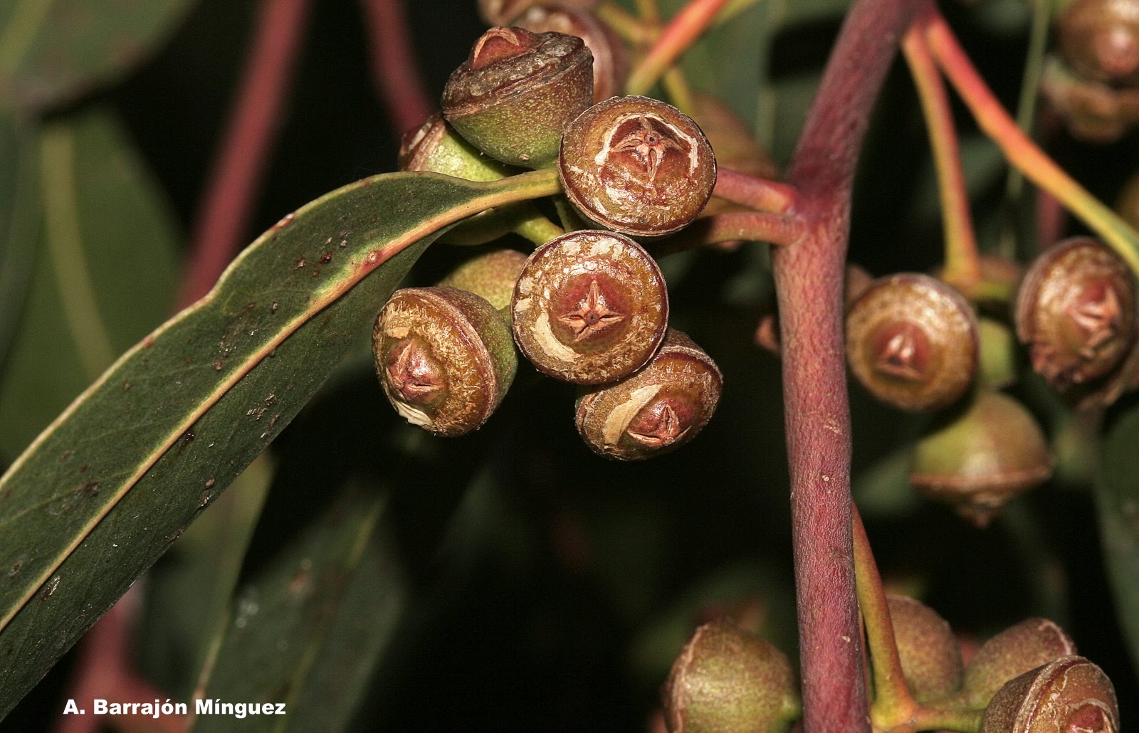 Naturaleza Viva: Eucalyptus globulus Labill. subsp. globulus Fam: Myrtaceae